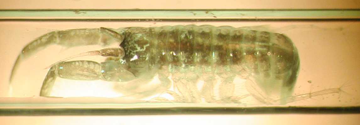 Ecotoxicity assessment of a chemical using the sediment bioassay using ...